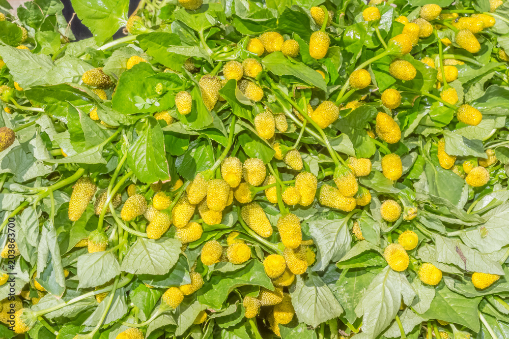 brèdes mafane, Acmella oleracea, cresson du Pará Stock-Foto | Adobe Stock