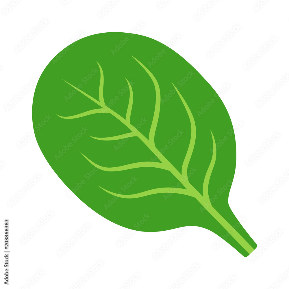 Spinach green vegetable leaf flat vector icon for food apps and ...