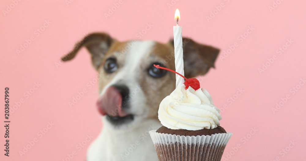 Dogs Eating Cupcakes