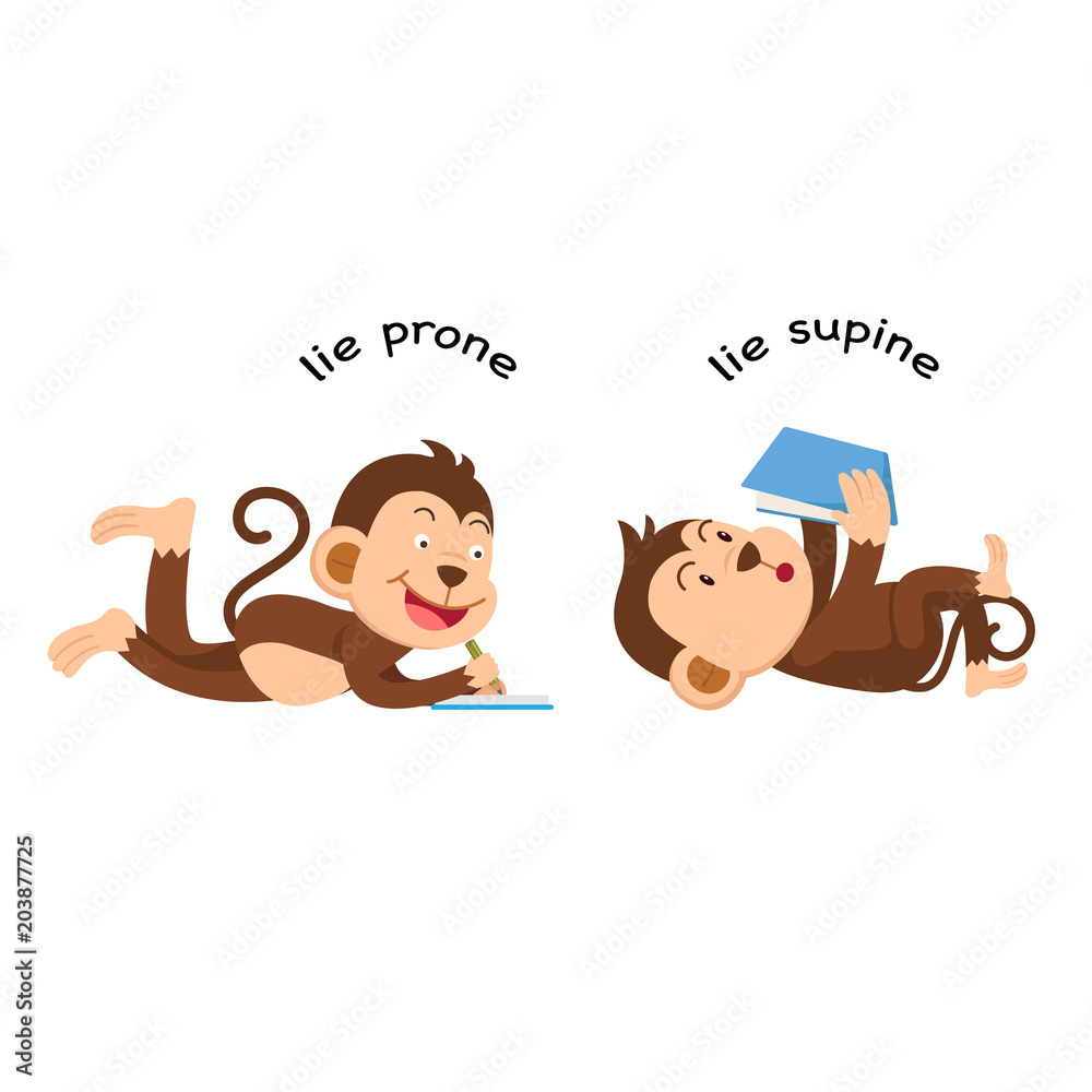 Opposite lie prone and lie supine vector illustration Stock Vector ...