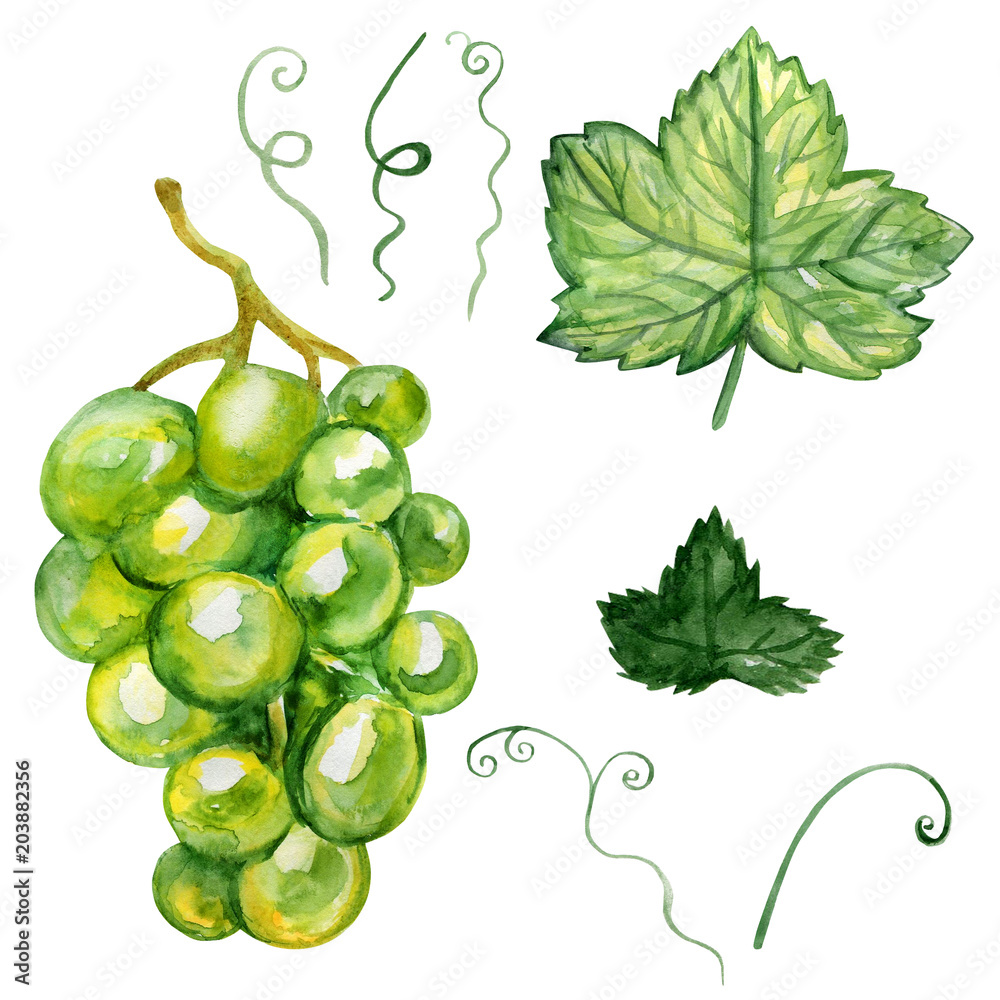 Watercolor grape isolated on white background, hand drawn paint ...