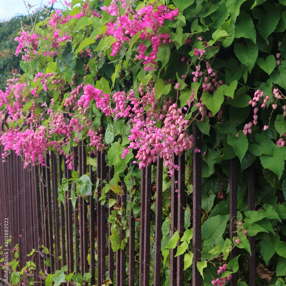 Antigonon Leptopus