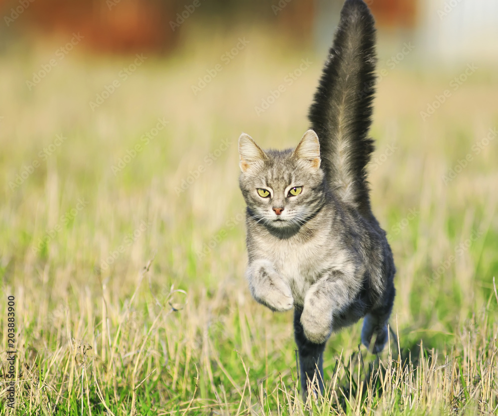 beautiful a tiger-striped cat fun neck on miss glade highly podbrosiv ...