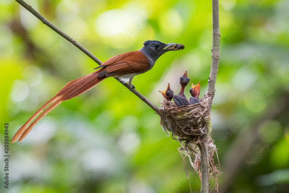 Asian Paradise Flycatcher bird feeding the babies with insect in jungle ...
