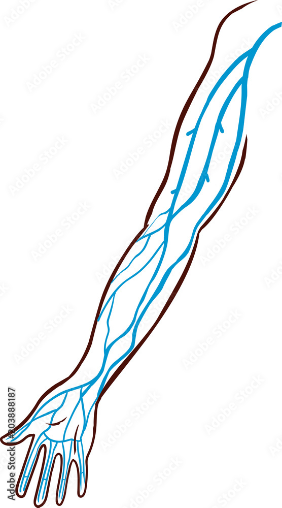 Vector illustration of a veins of the arm Stock Vector | Adobe Stock