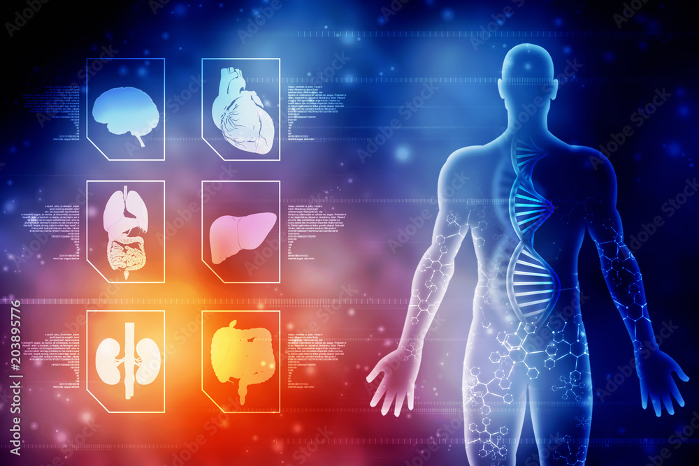 2d illustration Human Male Muscle Body Stock Illustration | Adobe Stock