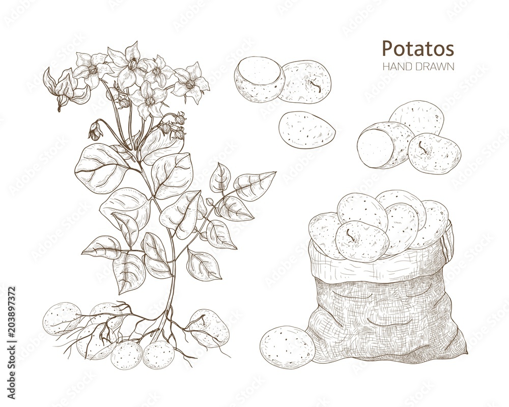 Elegant monochrome botanical drawings of potato plant with flowers ...