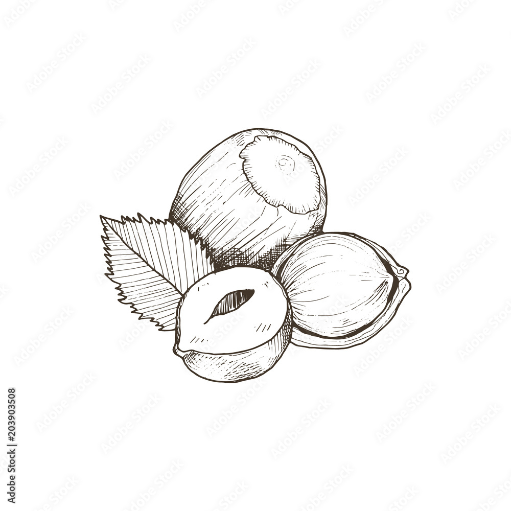 Hand drawn nuts collection. Vector sketch of nuts isolated on white ...