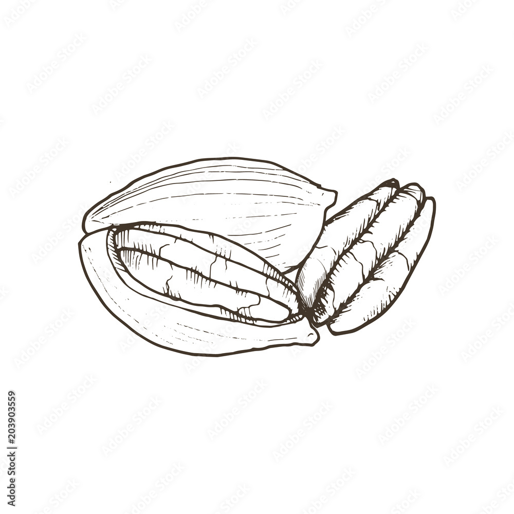 Hand drawn nuts collection. Vector sketch of nuts isolated on white ...