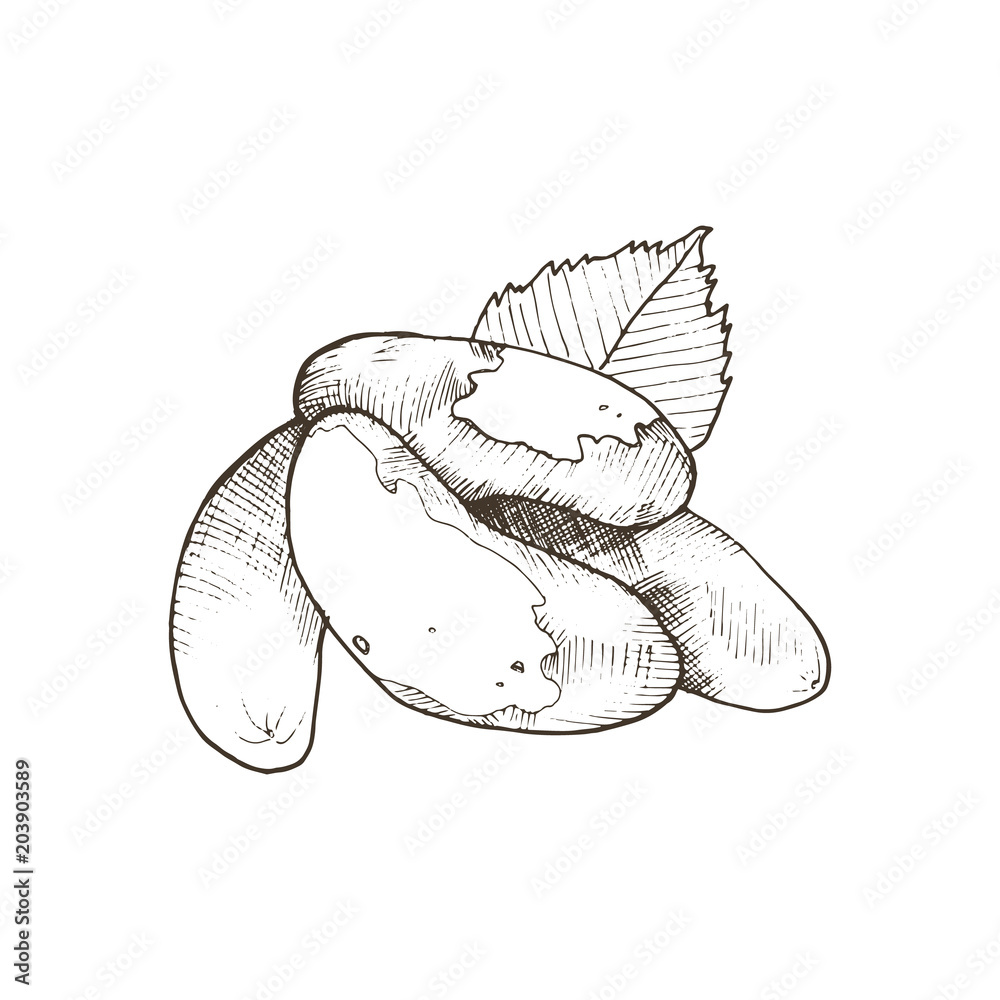 Hand drawn nuts collection. Vector sketch of nuts isolated on white ...