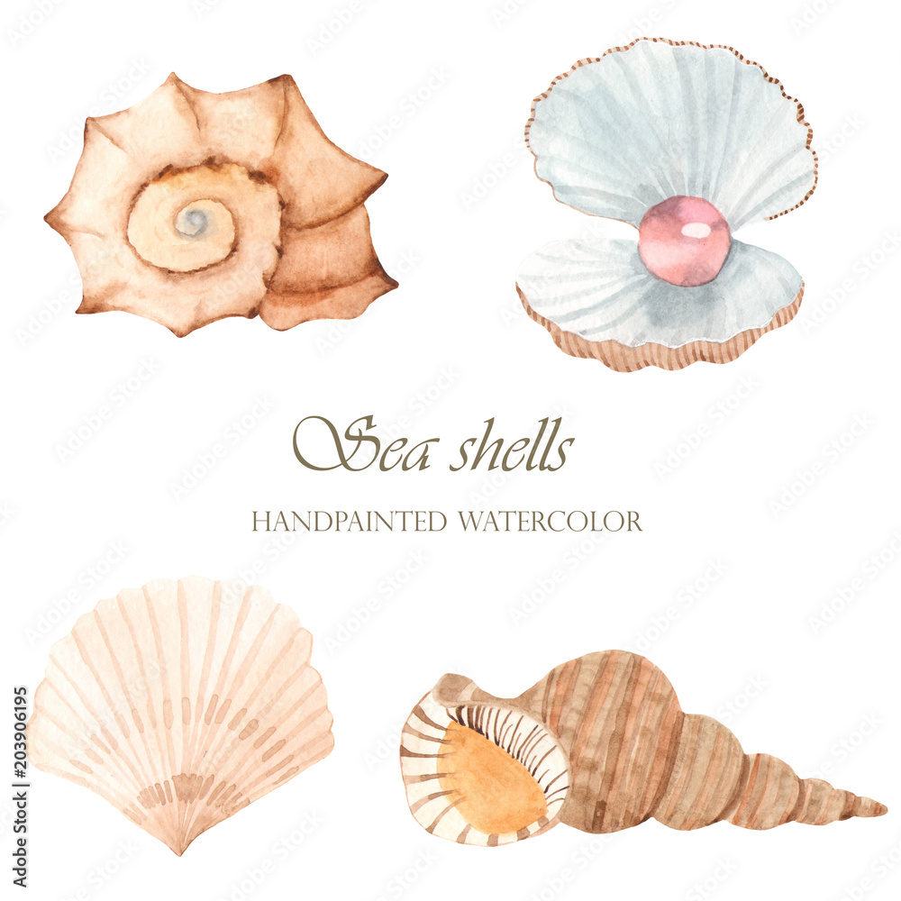 Sea shells with watercolor. Set of shells, sink with a pearl on a white ...