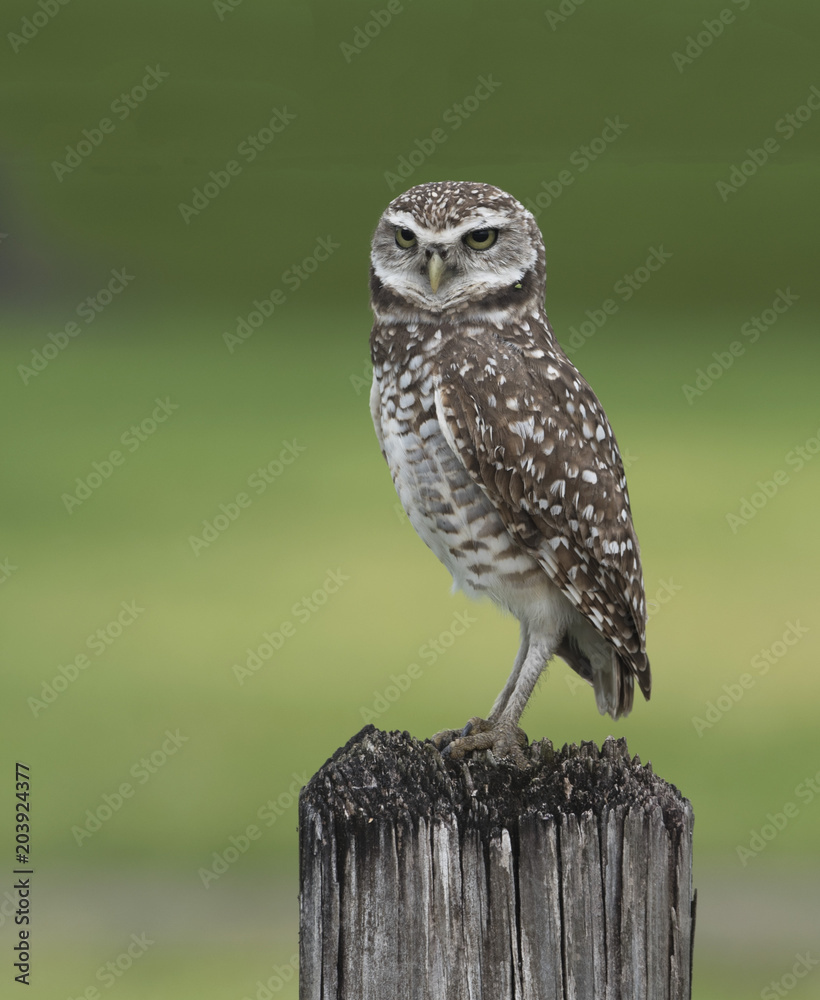 Brown and white burrowing owl with yellow eyes is standing guard on a ...