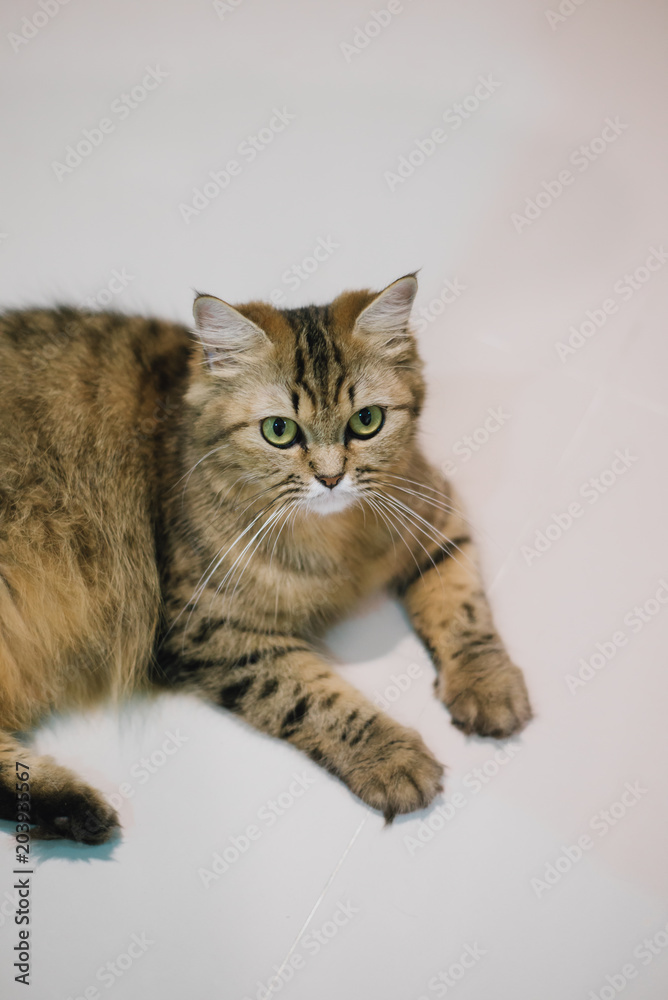Persian Tiger Cat