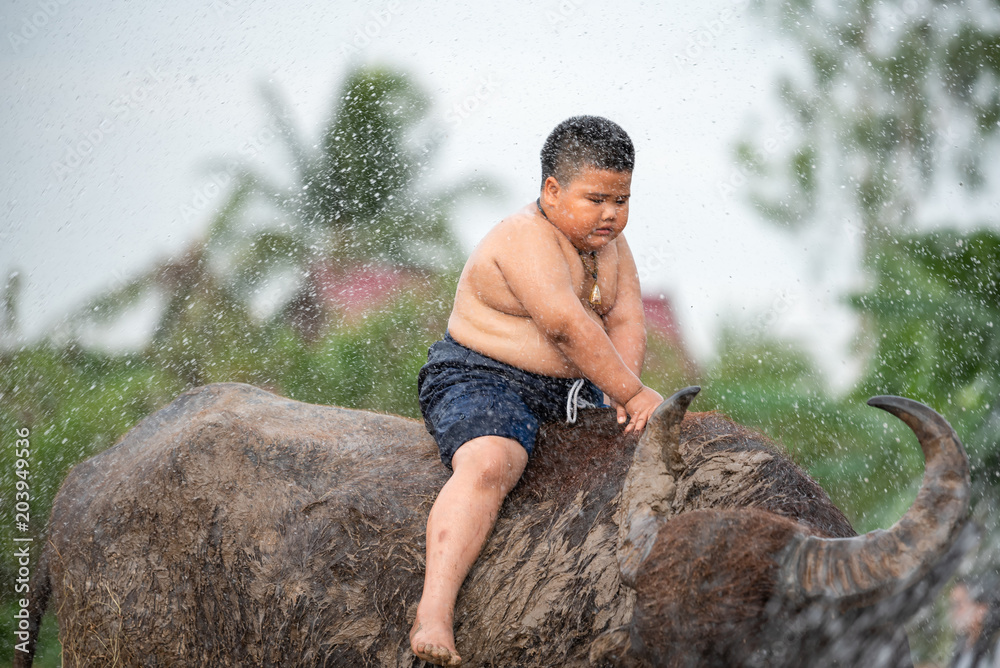 Chubby riding a big buffalo with water spay all around him. Little boy ...