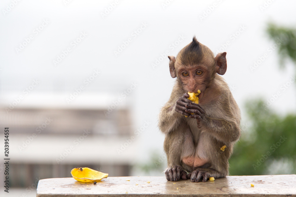 Baby Chimpanzee Eating Banana