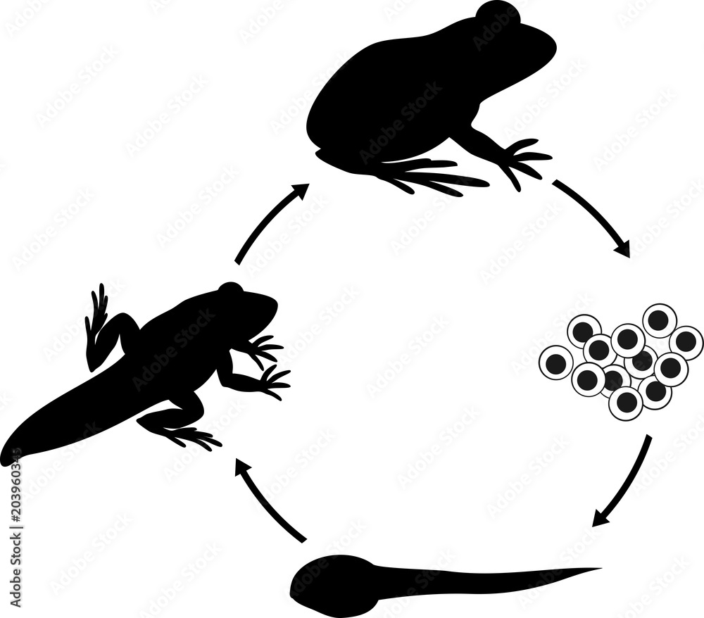 Life cycle of frog. Sequence of stages of development of frog from egg ...