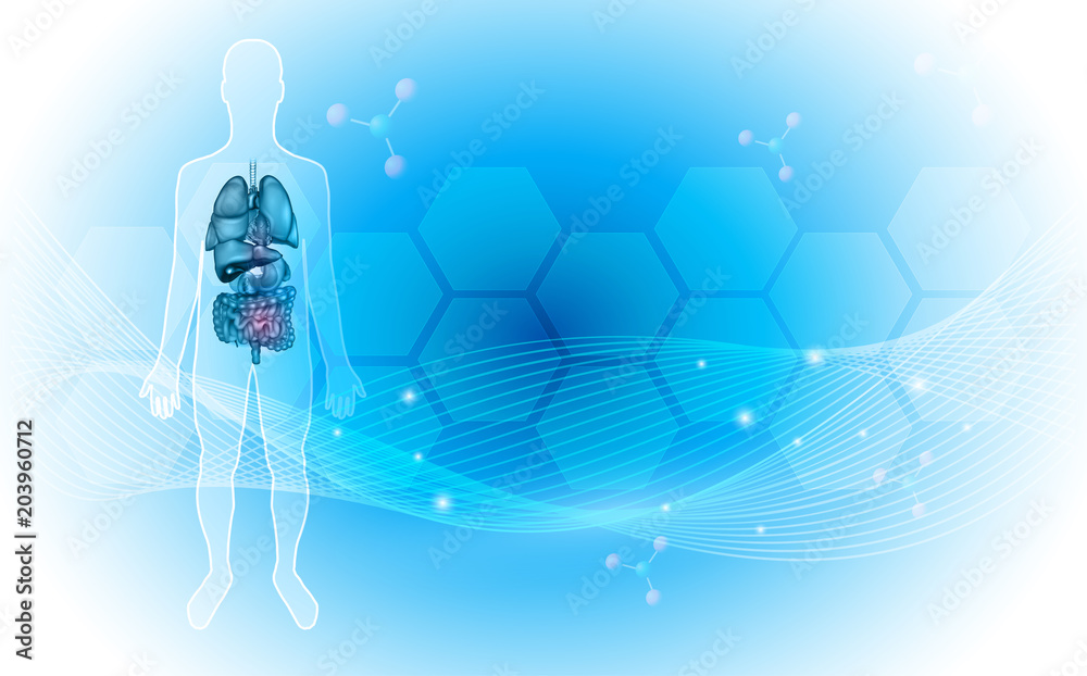 Human internal organs anatomy background Stock Vector | Adobe Stock