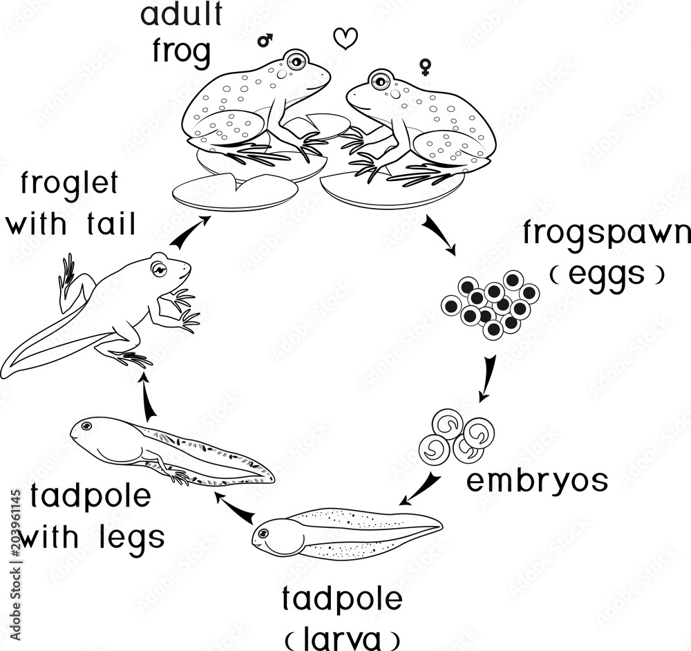 Coloring Page Life Cycle Of Frog Stock Vector Adobe Stock coloring-page-life-cycle-of-frog-stock-vector-adobe-stock