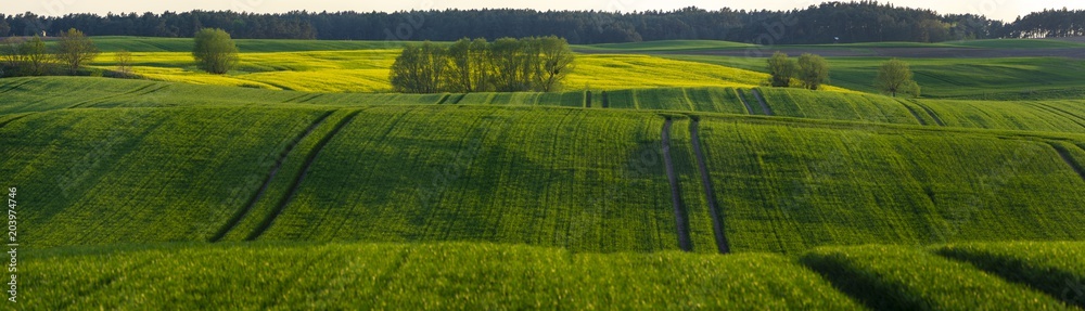 Foto de green, spring fields on rolling hills in germany in the light ...