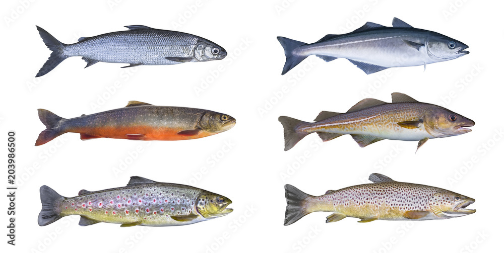 Norway fish set. Whitefish, arctic char, brook brown trout, pollock ...