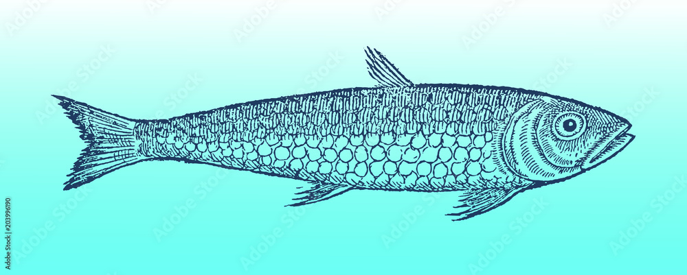 Pilchard sardine., sardina pilchardus in side view on a blue-green ...