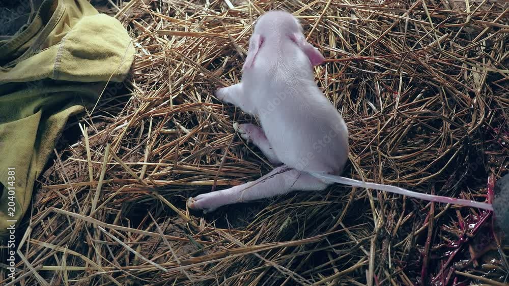 Vidéo Stock Newborn piglet pulling to break the umbilical cord ...