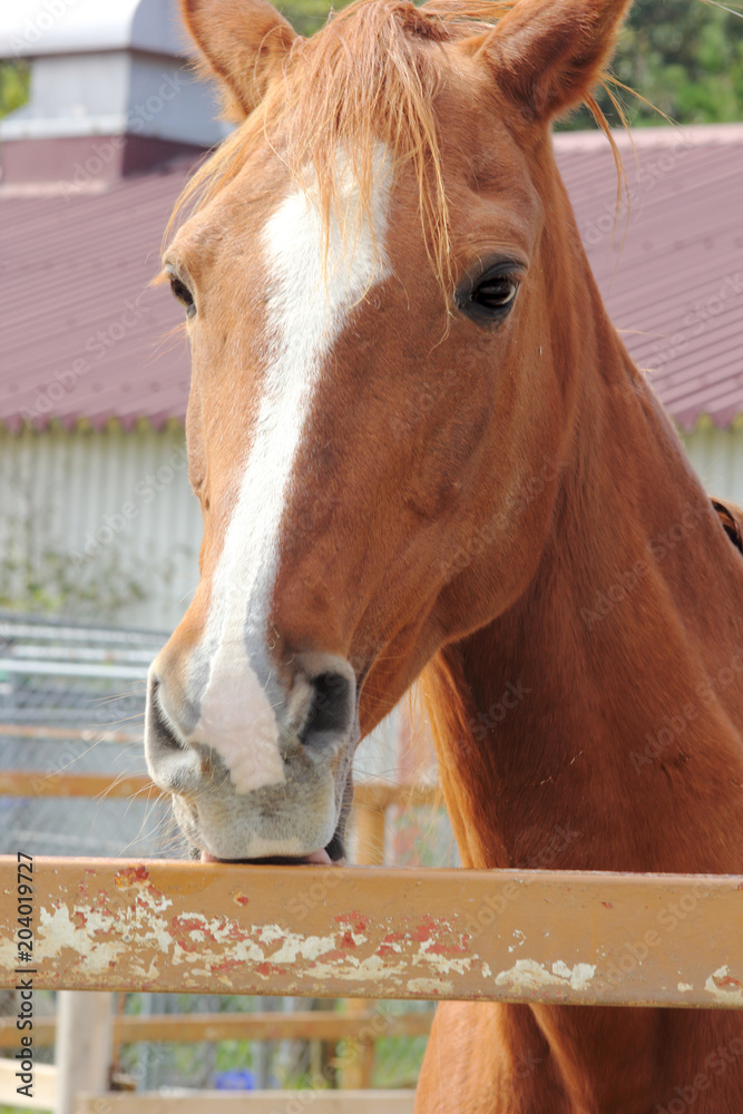 Up of thoroughbred's face | Race horse · horse picture Stock Photo ...