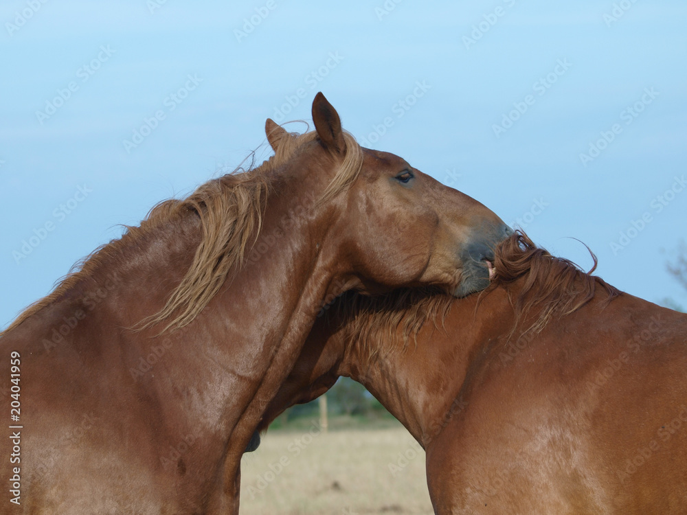 Two Headed Horse
