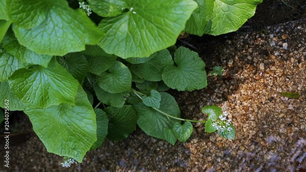 A Japanese Wasabi fields. Water always flows through the gravel beds of ...
