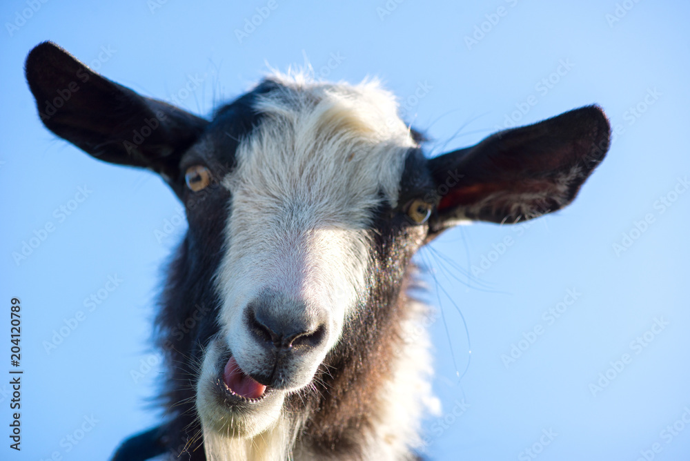 Funny Goat Face