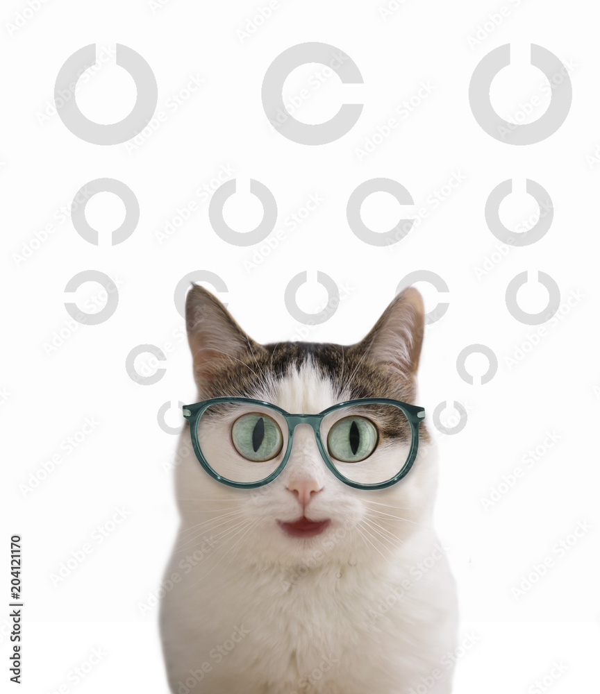 blue eyed funny smiling cat in eye wear sight correction glasses close ...
