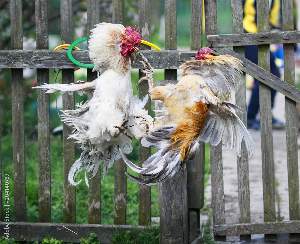 two brisk aggressive rooster fight in the backyard farms in the village ...