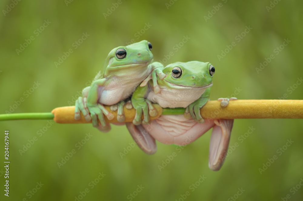 Funny Looking Frogs