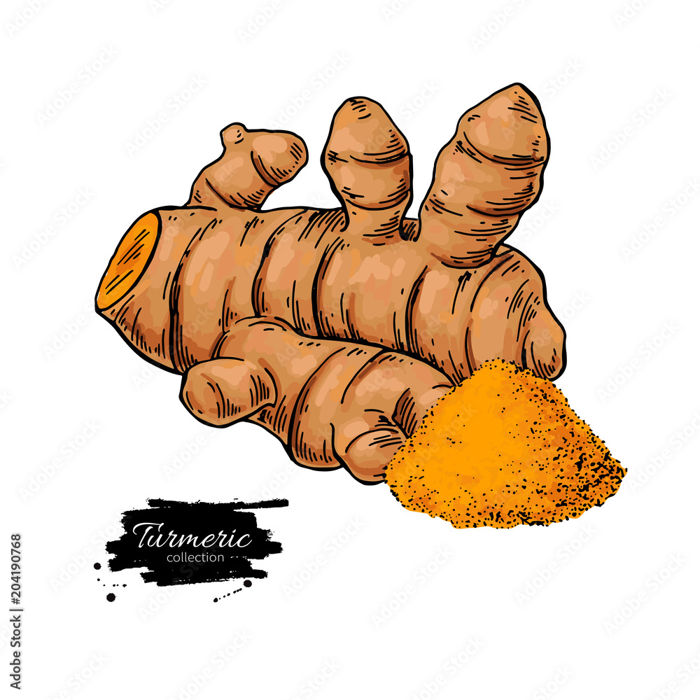 Turmeric root vector hand drawn illustration. Curcuma and powder Stock ...