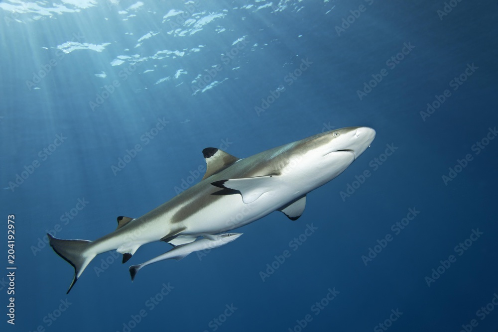 Blacktip reef shark (Carcharhinus melanopterus), swims in the open sea ...