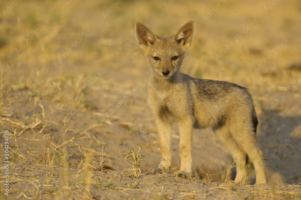 Jackal Puppy