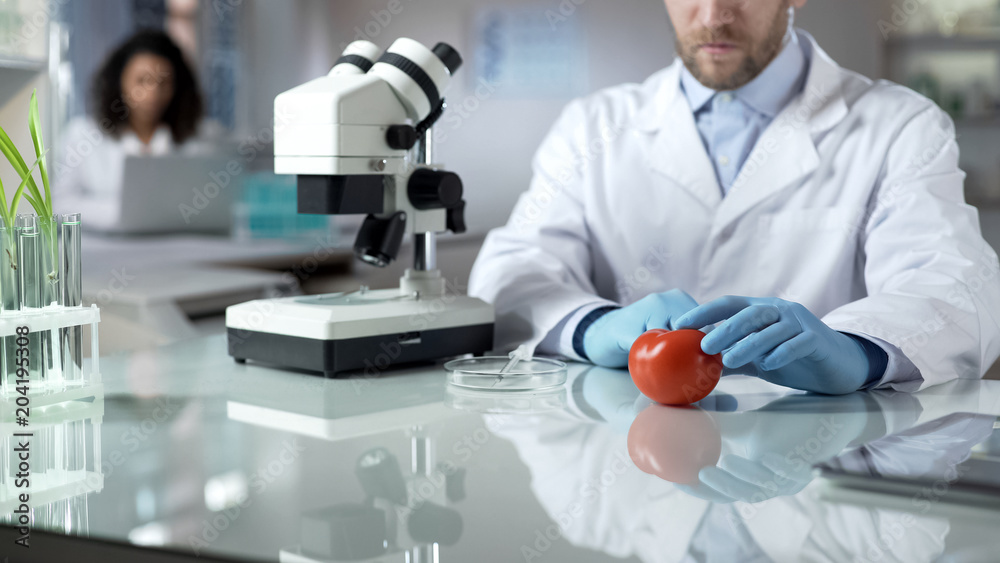 Biologist checking tomato sample laboratory after pesticide injection ...