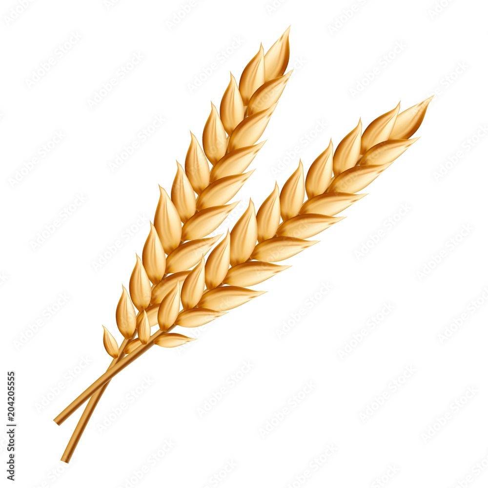 Wheat Vector Ai