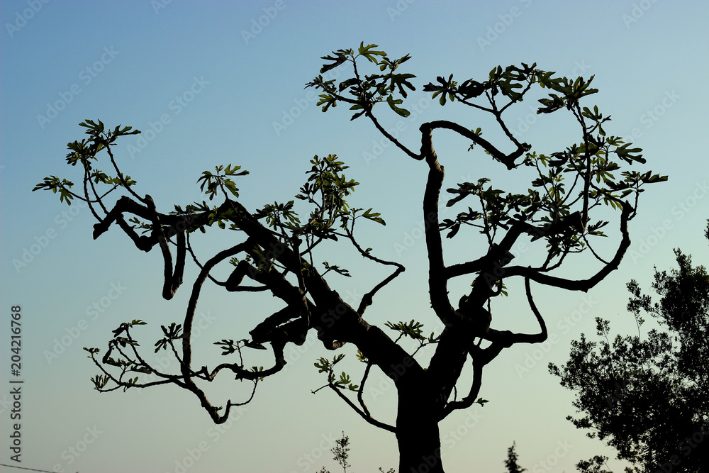 Fig tree silhouette on sunset sky background. Nobody Stock Photo ...