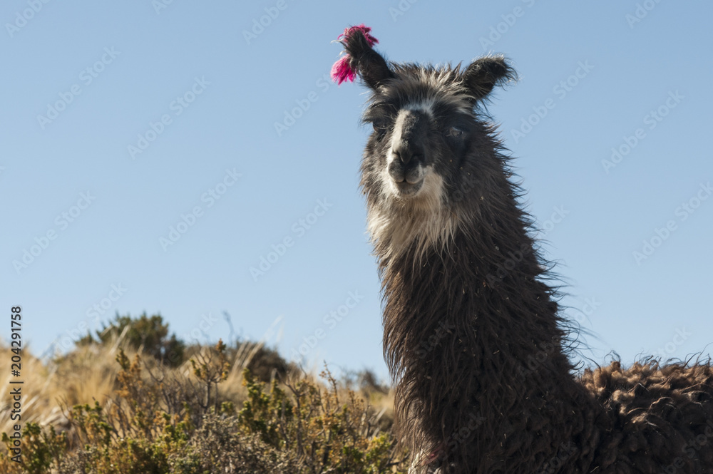 Llama in the vicinity of Coquesa - Tahua Village, Salar de Uyuni ...