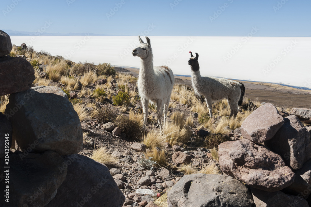 Llamas in the vicinity of Coquesa - Tahua Village, Salar de Uyuni ...