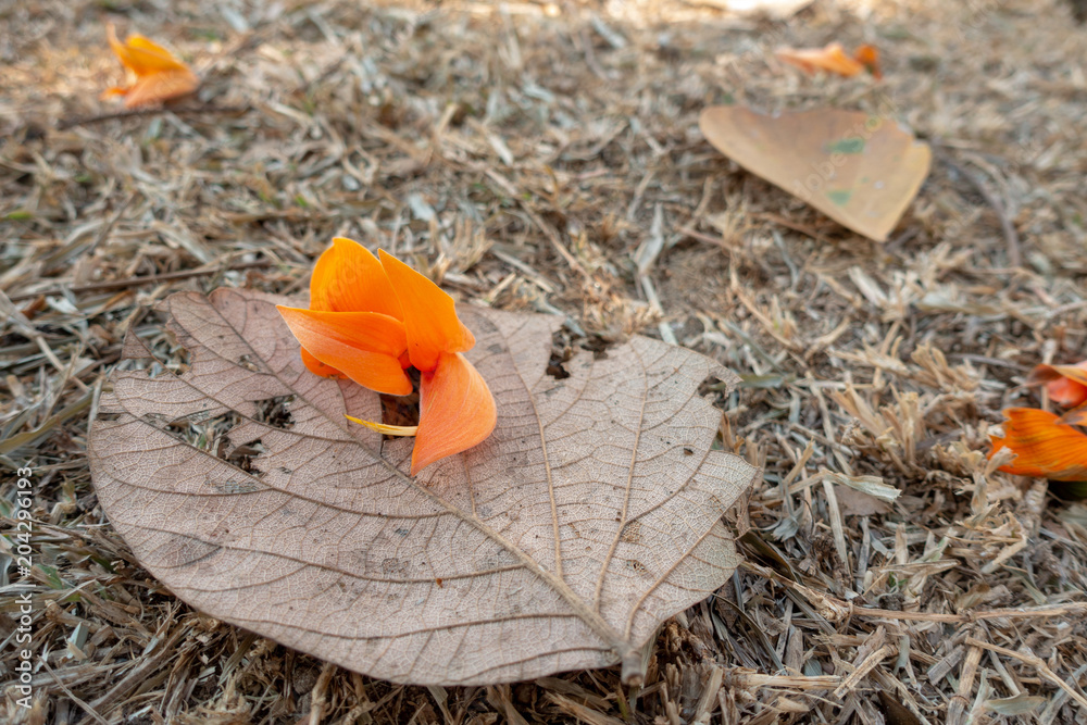 Butea Monosperma or Palash flower of Southeast Asia is on dry leaf ...