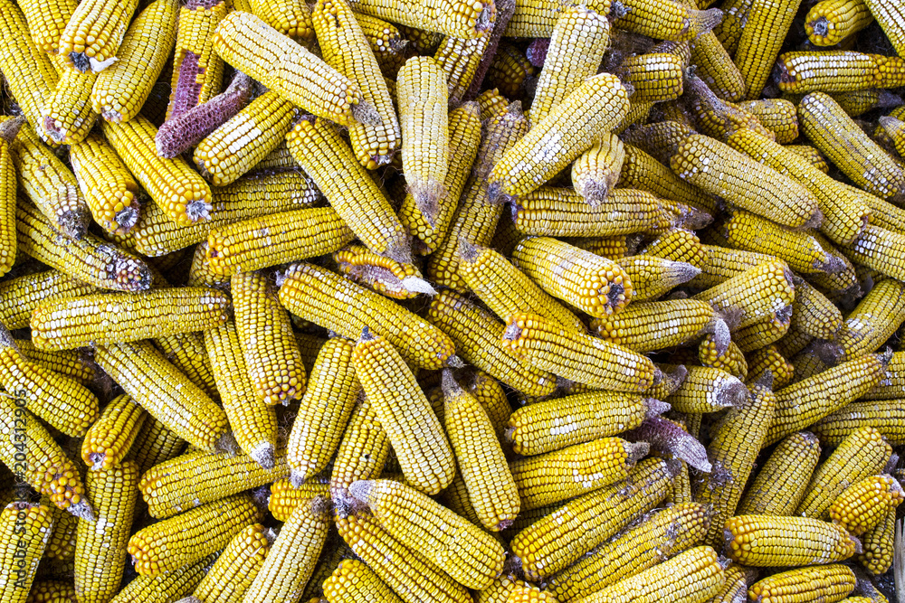 Old rotten corn. Background of corn cob Stock Photo | Adobe Stock