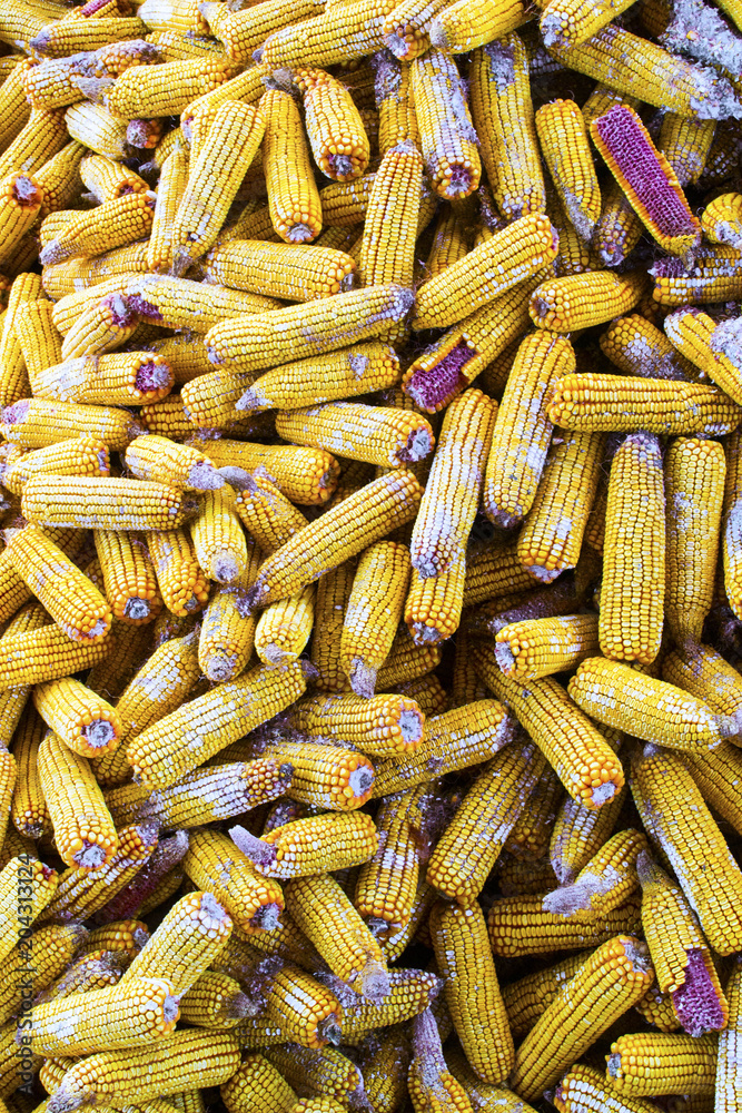 Old rotten corn. Background of corn cob Stock Photo | Adobe Stock
