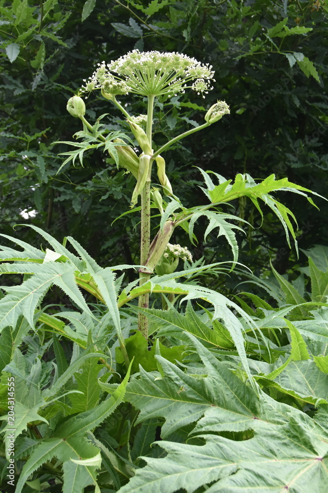 The invasive plant Persian hogweed Heracleum persicum Stock Photo ...