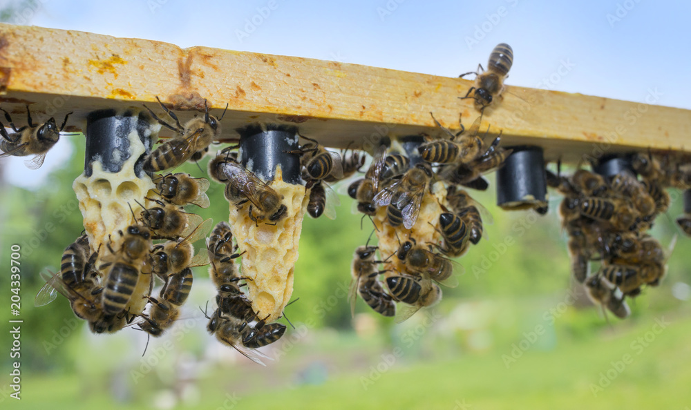 bee frame with cell bar - queen cells with bee queens (mothers) from ...