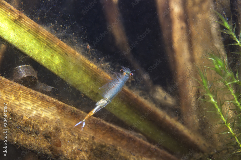 Fairy Shrimp (Eubranchipus grubii) close up. Underwater photography in ...