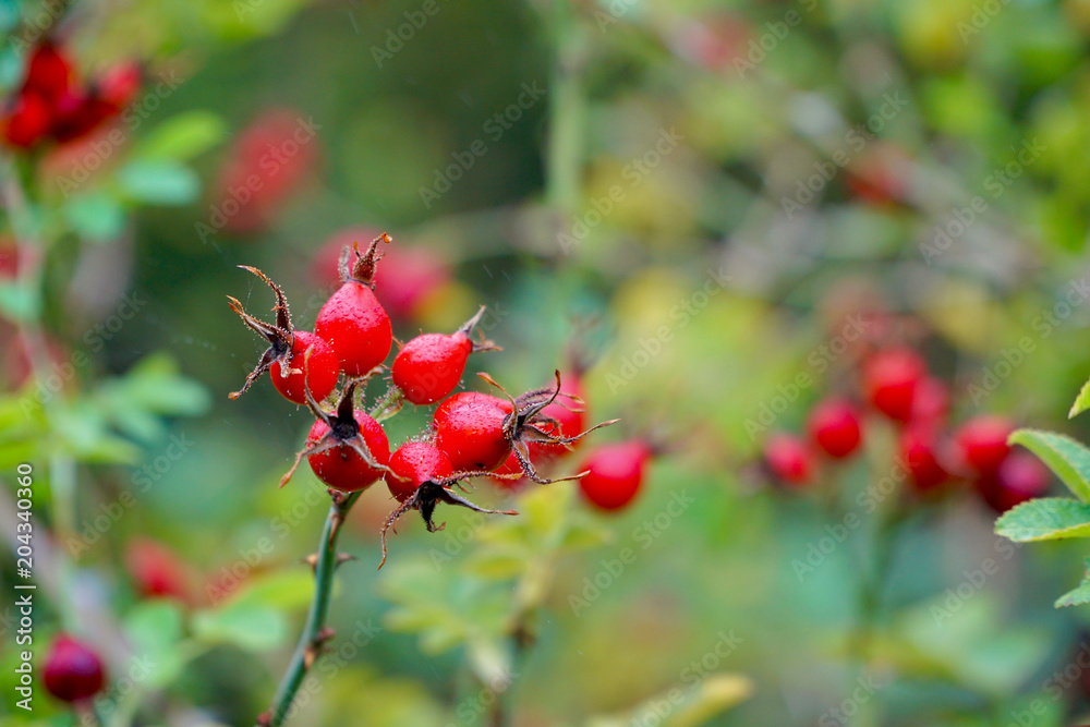 Rose berries Stock Photo | Adobe Stock