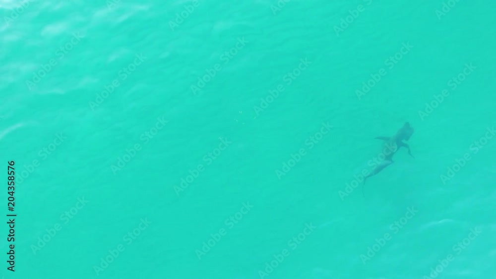 aerial view of a Bull Shark (Carcharhinus leucas). reefs of the Sea of ...