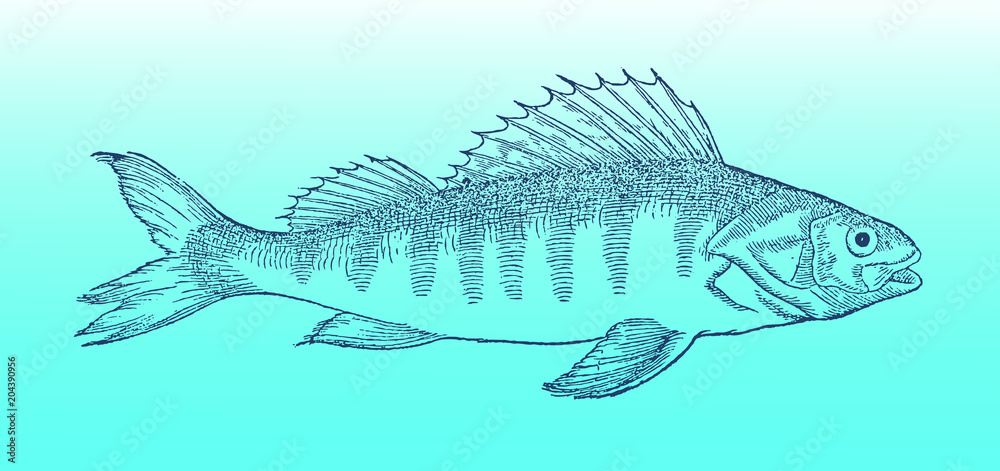 European perch (perca fluviatilis) in profile view on a blue-green ...